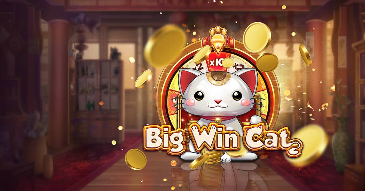 50% Cashback Big Win Cat